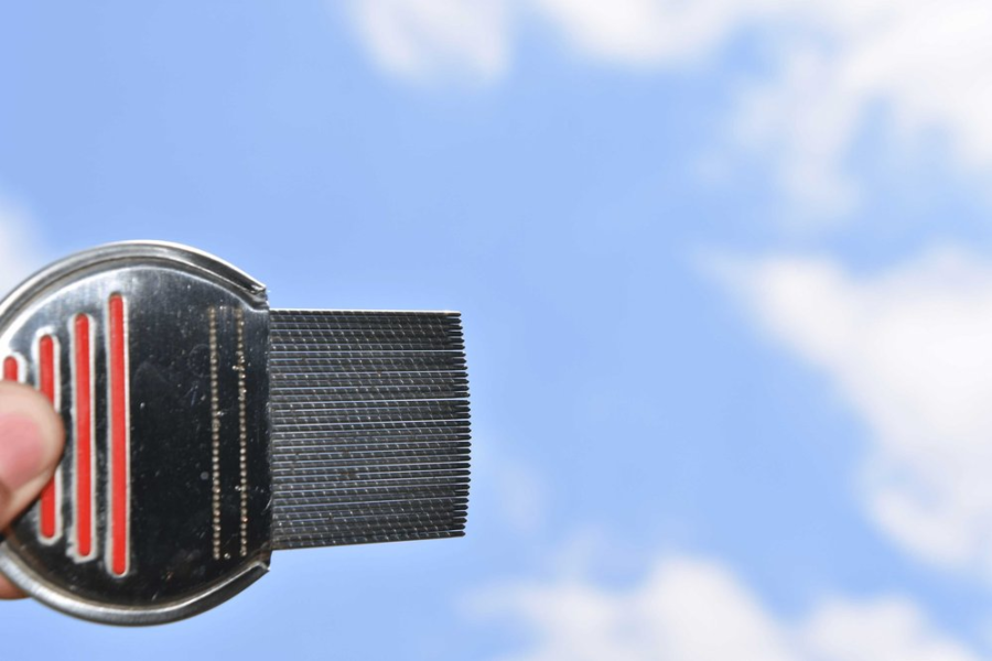 how to identify lice eggs (nits) and why they’re hard to remove – Lice ...